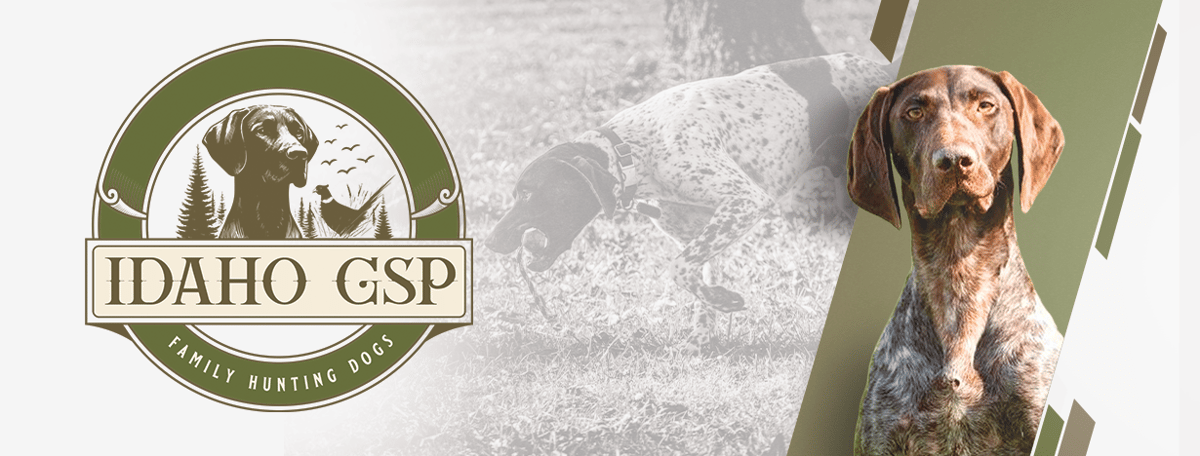 Idaho gsp family hunting dogs