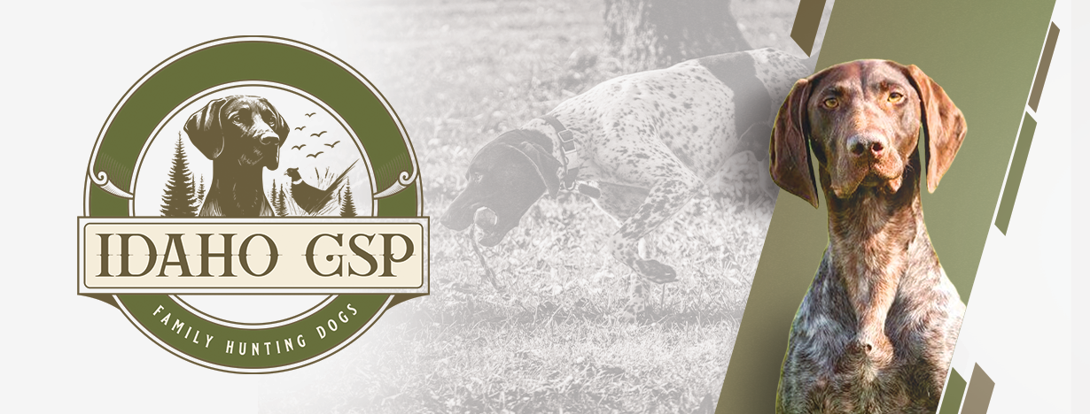 Idaho gsp family hunting dogs
